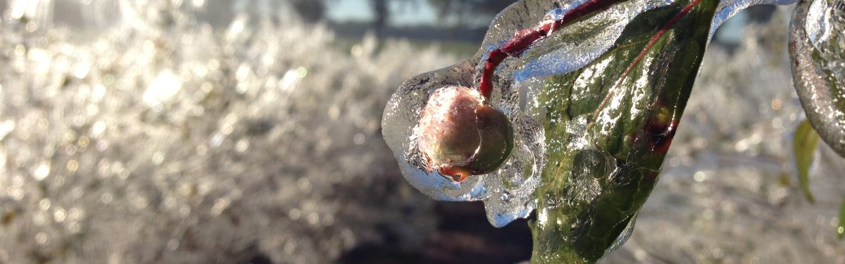 Plant Resilience Lab – Kovaleski Group at UW-Madison Horticulture – UW ...