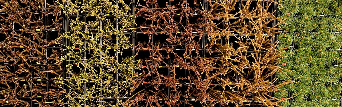 Plant Resilience Lab – Kovaleski Group at UW-Madison Horticulture – UW ...